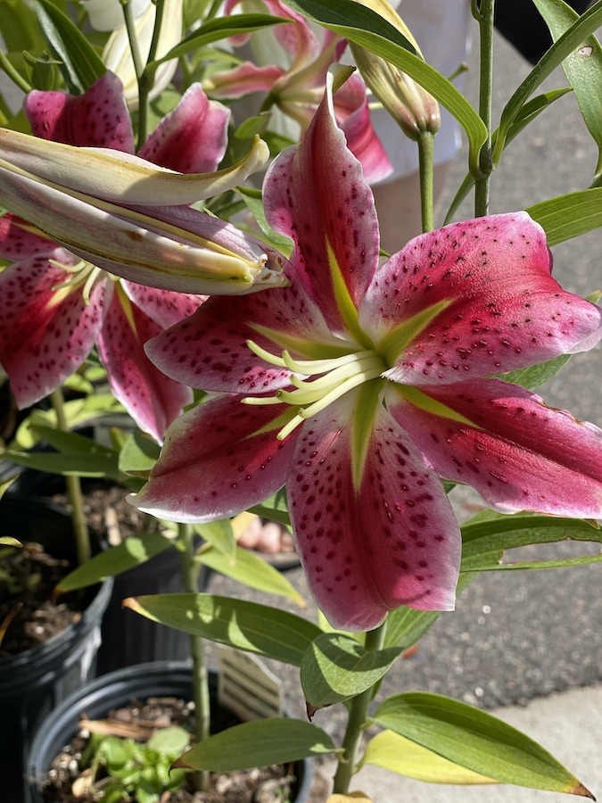 Image:Rubrum lily (Lilium spp)-MSD Veterinary Manual