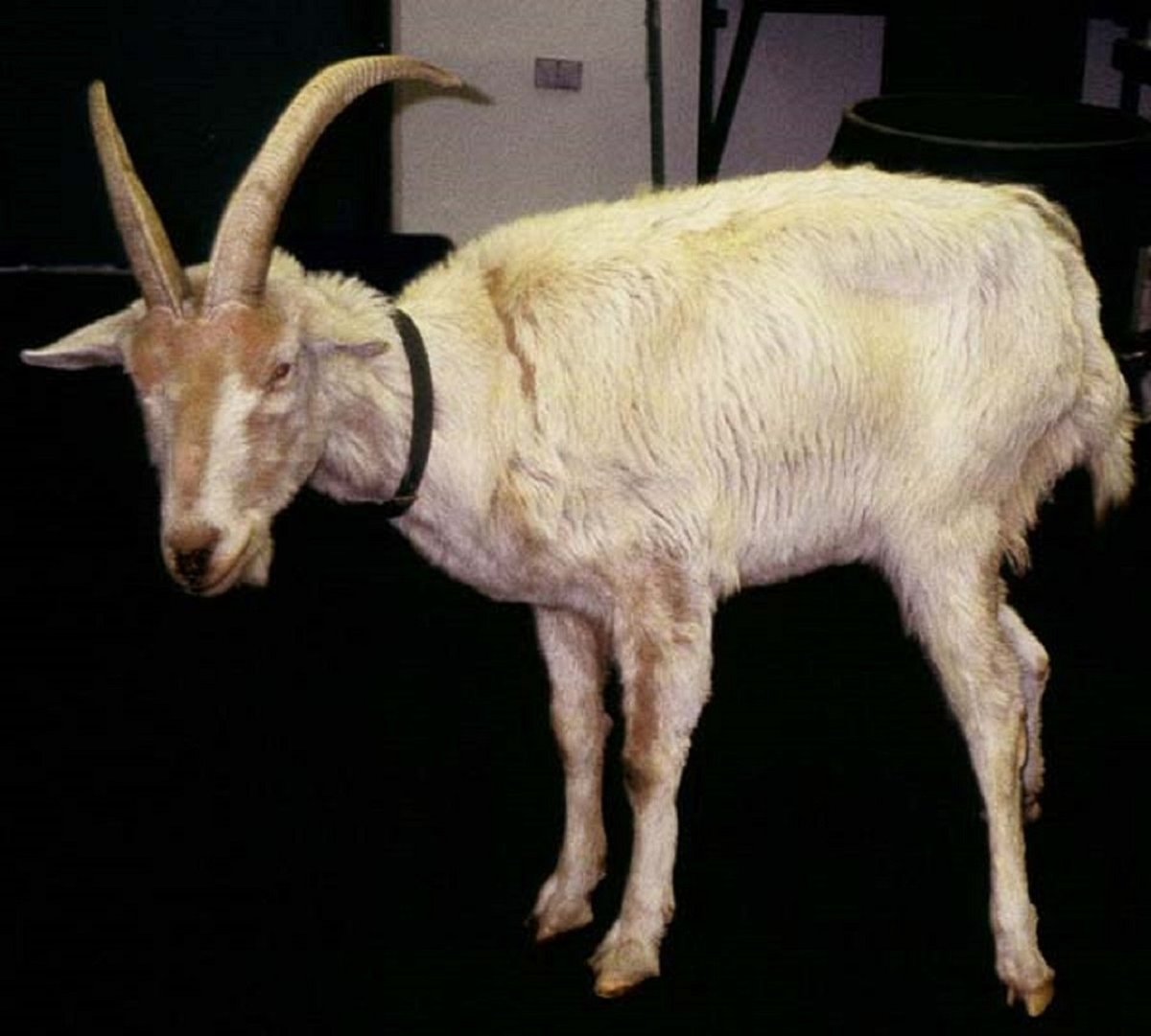 Scrapie - Scrapie - MSD Veterinary Manual