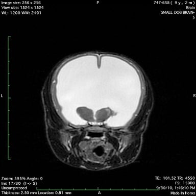 Image:Hydrocephalus, dog (MRI)-MSD Veterinary Manual