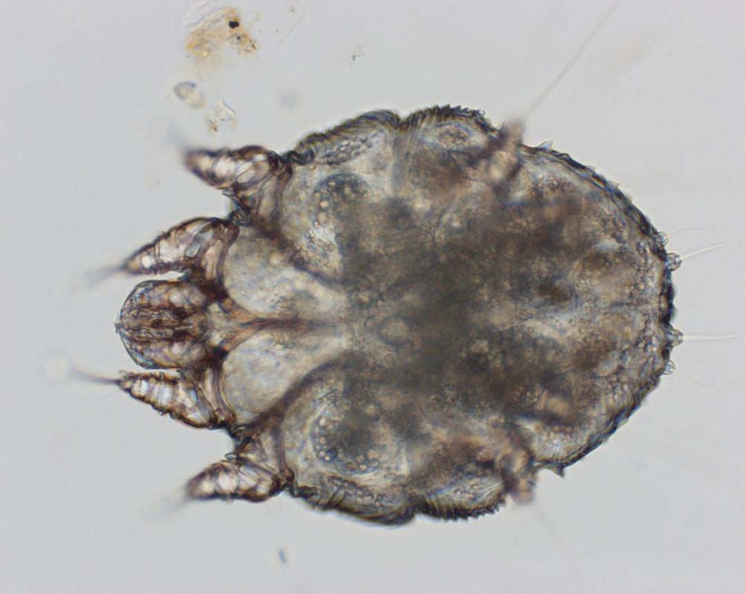 Mange in Dogs and Cats - Integumentary System - MSD Veterinary Manual