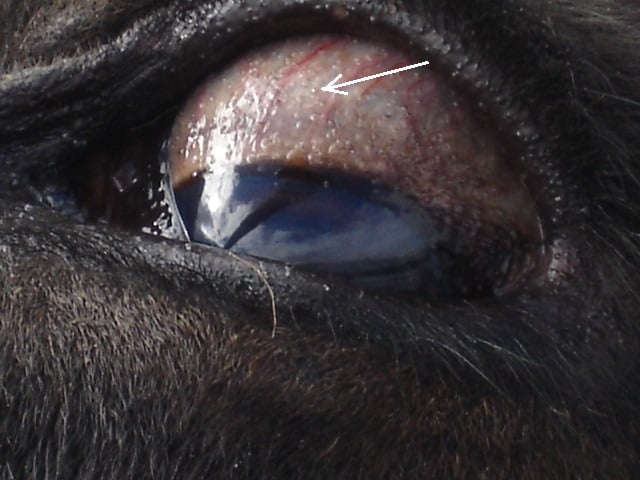 Image:Scleral tissue cysts, eye, cow-Merck Veterinary Manual