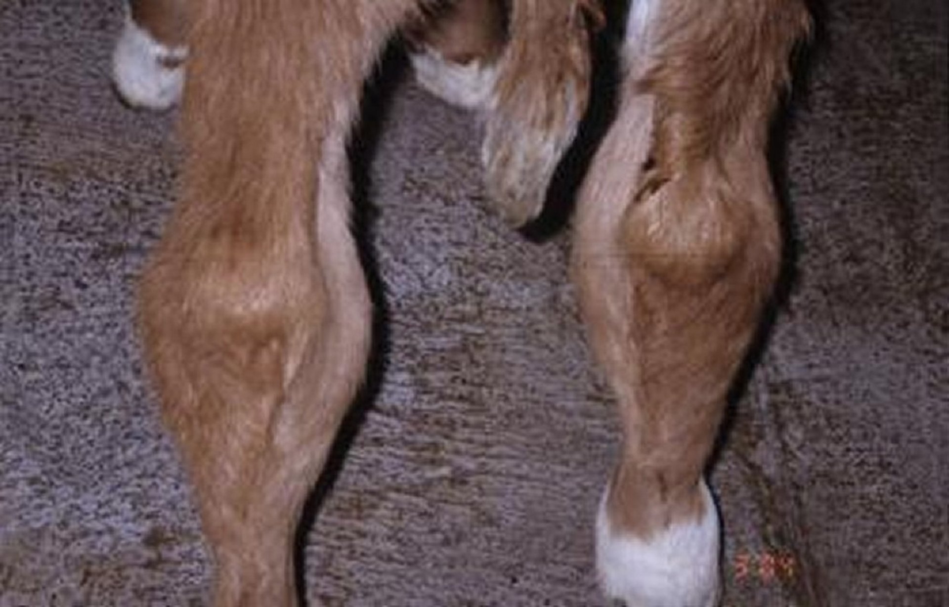 Arthritis in Large Animals - Musculoskeletal System - Merck Veterinary ...