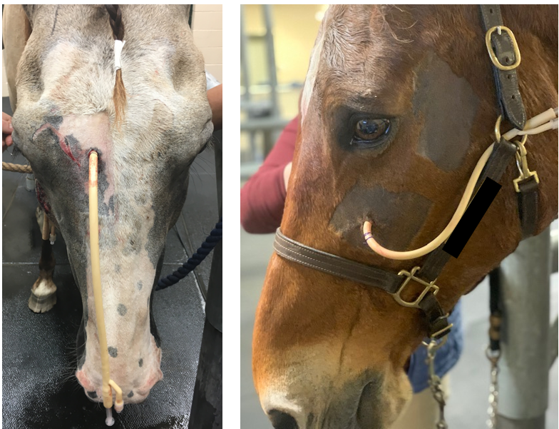Image:Sinusitis, Foley catheter, horse-MSD Veterinary Manual