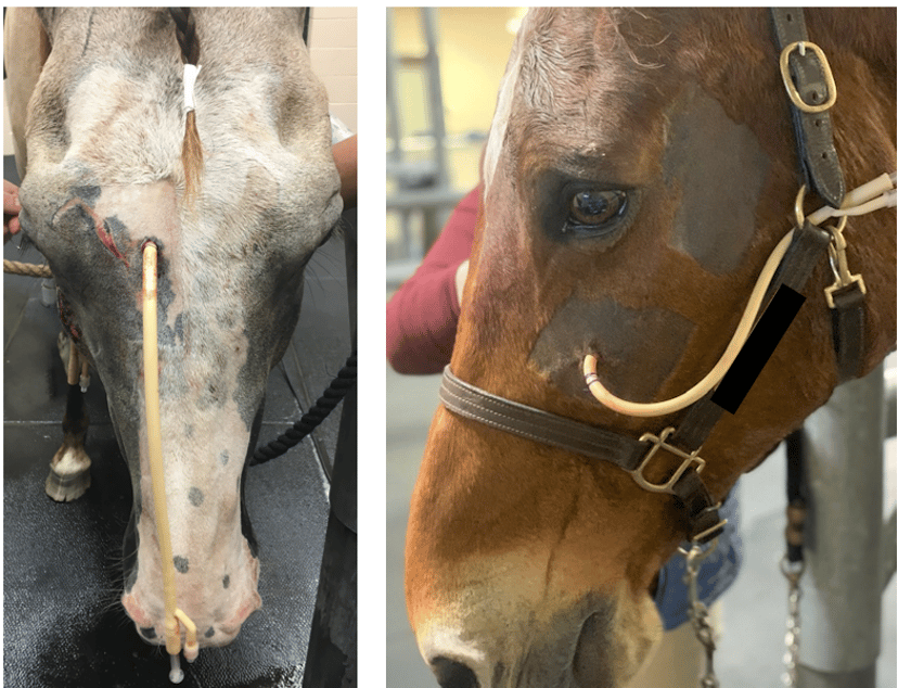 Enfermedades de los senos paranasales en caballos - Aparato ...