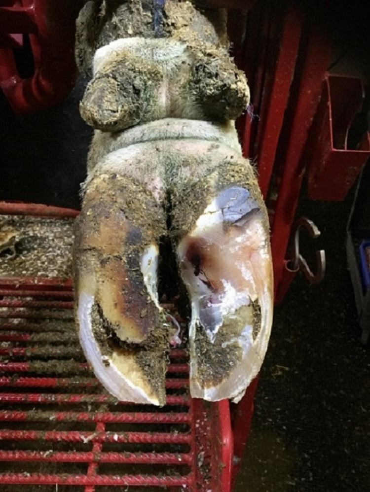 Lameness Originating in the Hoof in Cattle - Musculoskeletal System ...