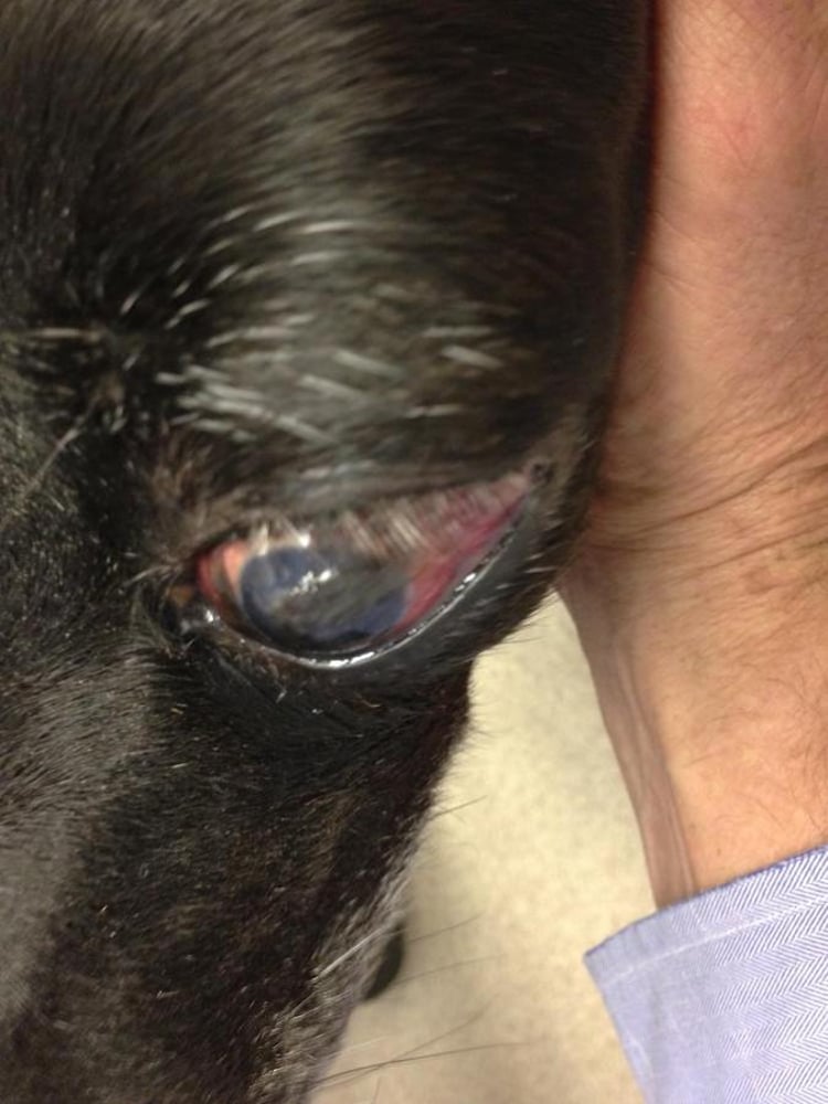 Epidermal and Hair Follicle Tumors in Animals - Integumentary System ...