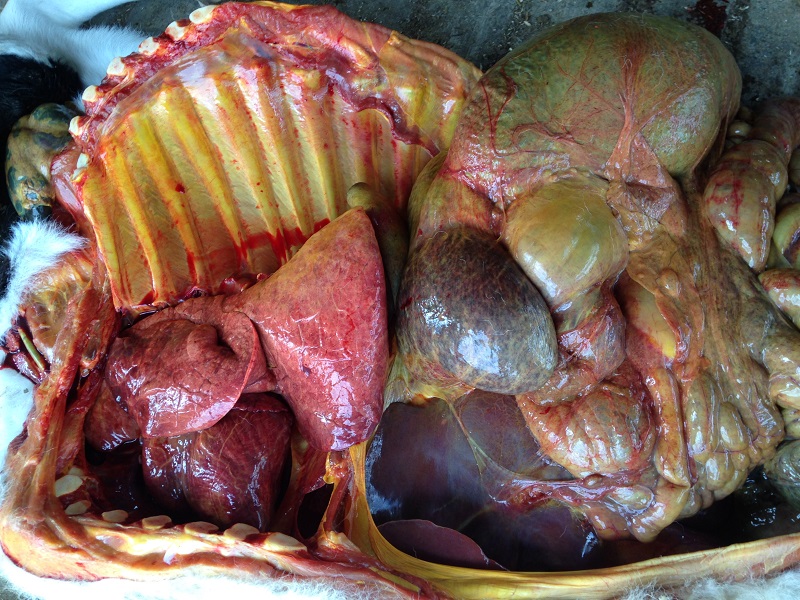 Image:Salmonella Dublin infection, necropsy, heifer-Merck Veterinary Manual