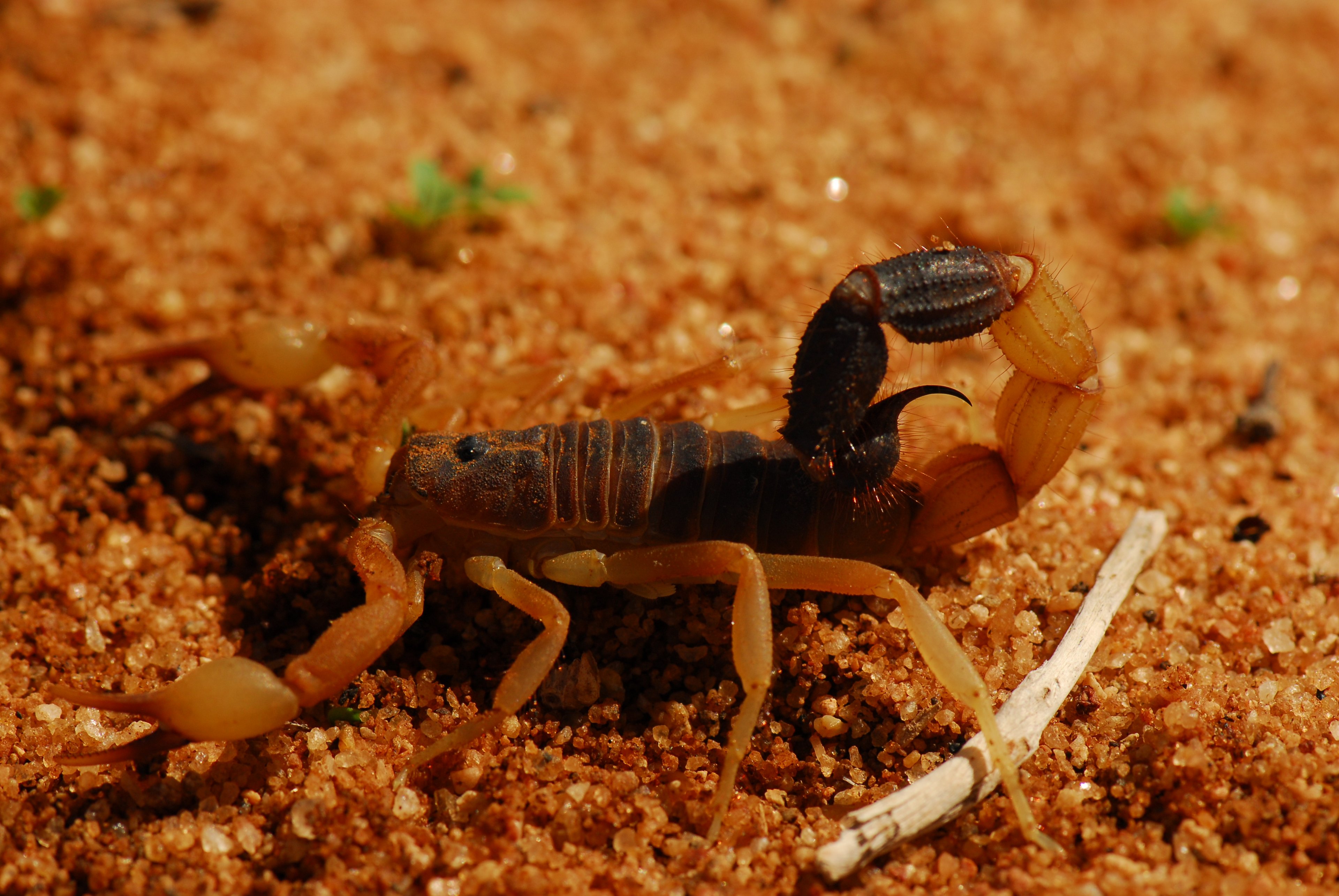 Spider and Scorpion Bites and Stings to Animals - Toxicology - MSD ...