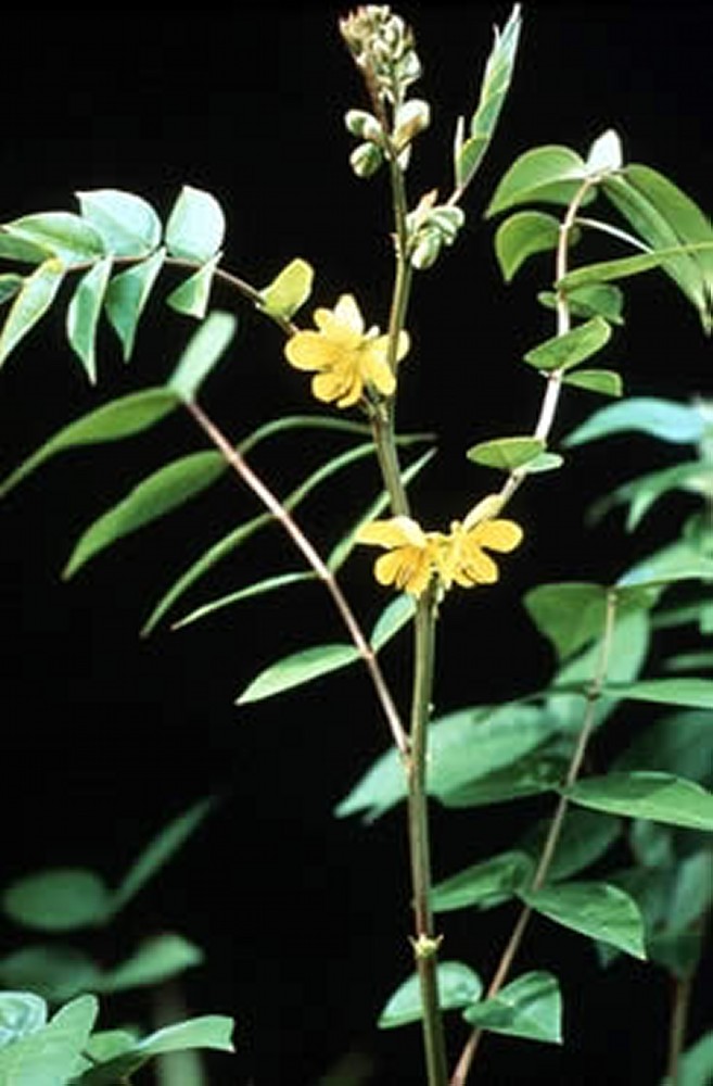 Image:Senna occidentalis (Coffee Senna, Coffee Weed, Styptic Weed, Wild ...