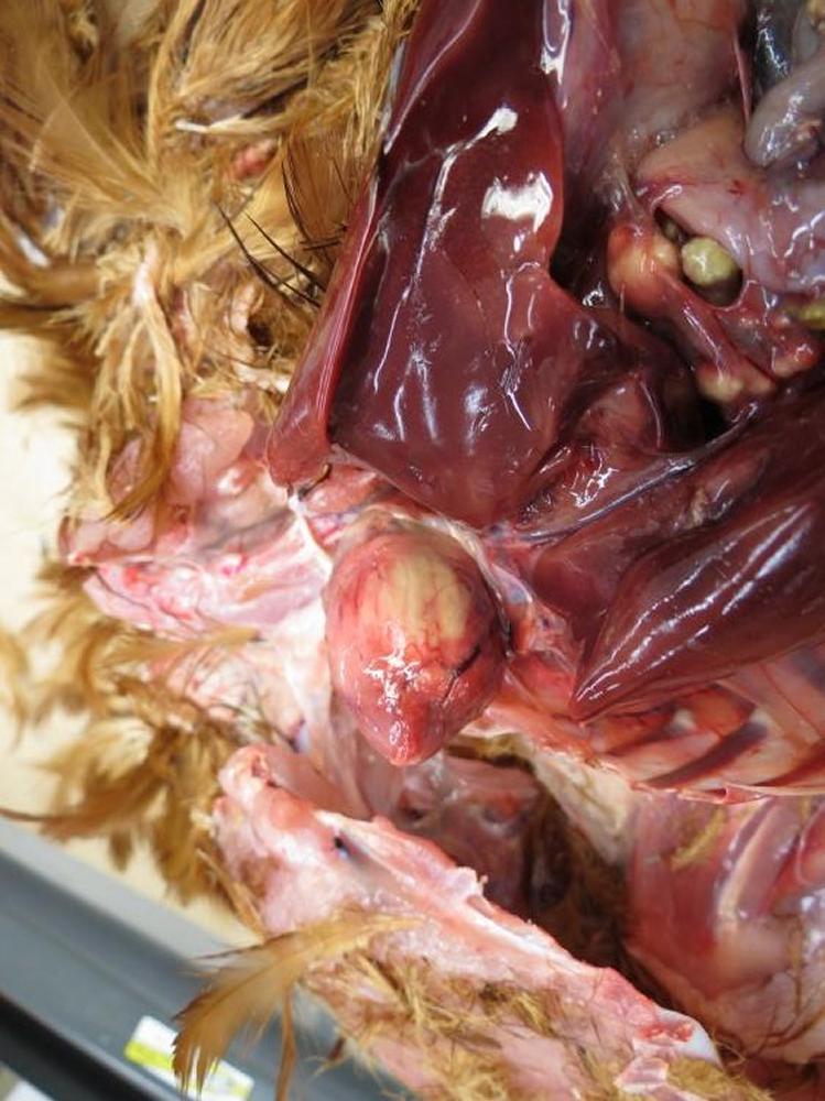 Image:Septicemic listeriosis, chicken-MSD Veterinary Manual