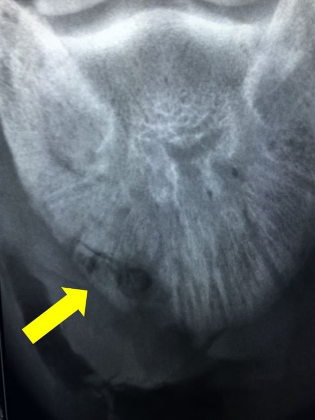 Sequestra of the Distal Phalanx in Horses - Musculoskeletal System ...