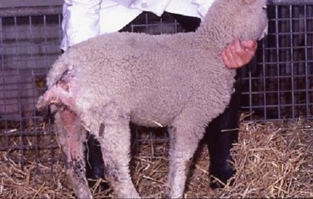 Coccidiosis en ovejas - Aparato digestivo - Manual de veterinaria de MSD