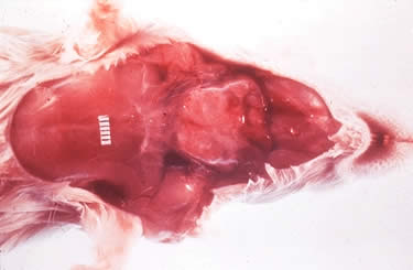 Image:Sialodacryoadenitis, salivary gland enlargement, rat-Merck ...