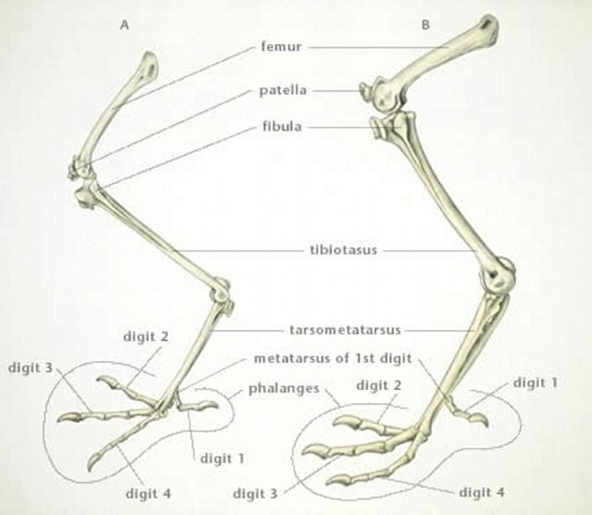 Overview of Skeletal System Disorders in Poultry - Poultry - MSD ...