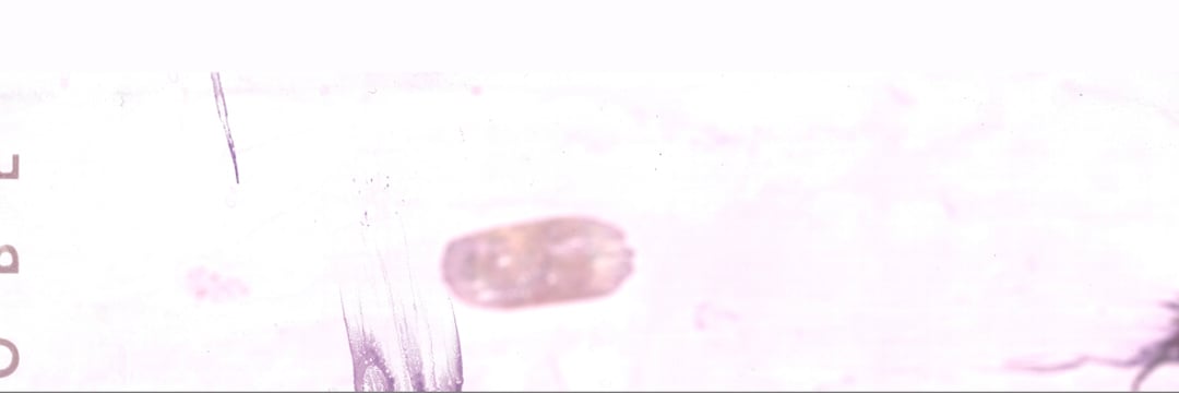 Collection and Submission of Laboratory Samples from Animals - Clinical ...