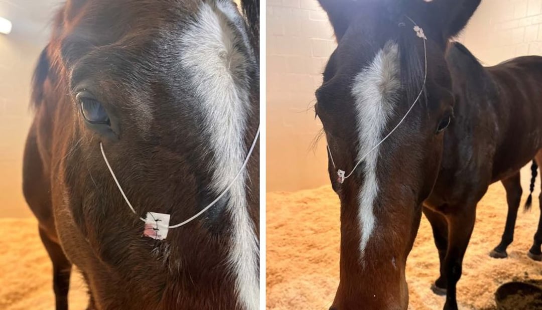 Ophthalmic Emergencies in Horses - Emergency Medicine and Critical Care ...