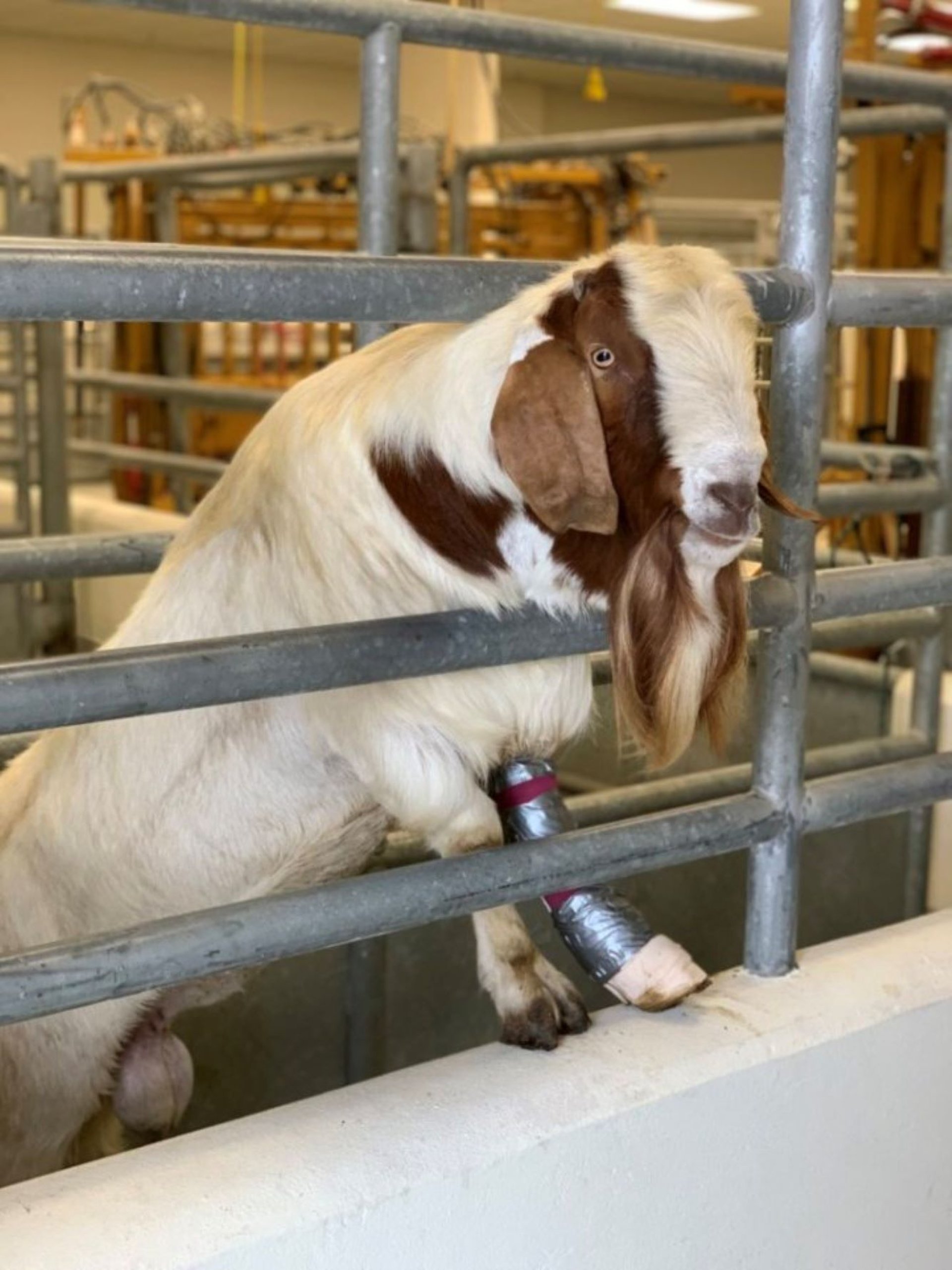 Image:Splint, metacarpal fracture, goat-Merck Veterinary Manual