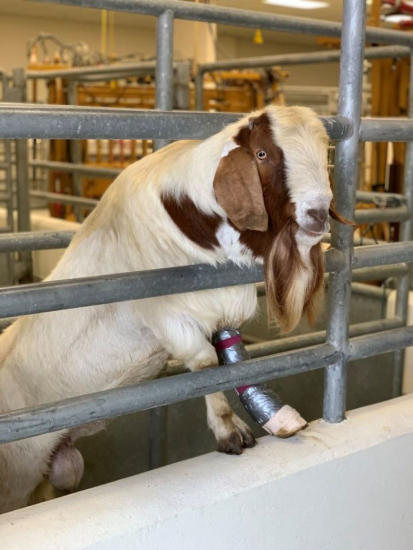 Image:Splint, metacarpal fracture, goat-MSD Veterinary Manual