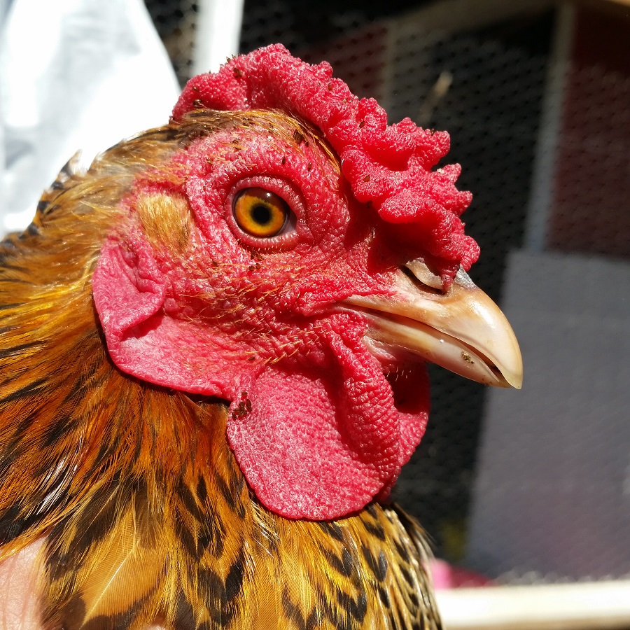 Image:Sticktight fleas on chicken-Merck Veterinary Manual