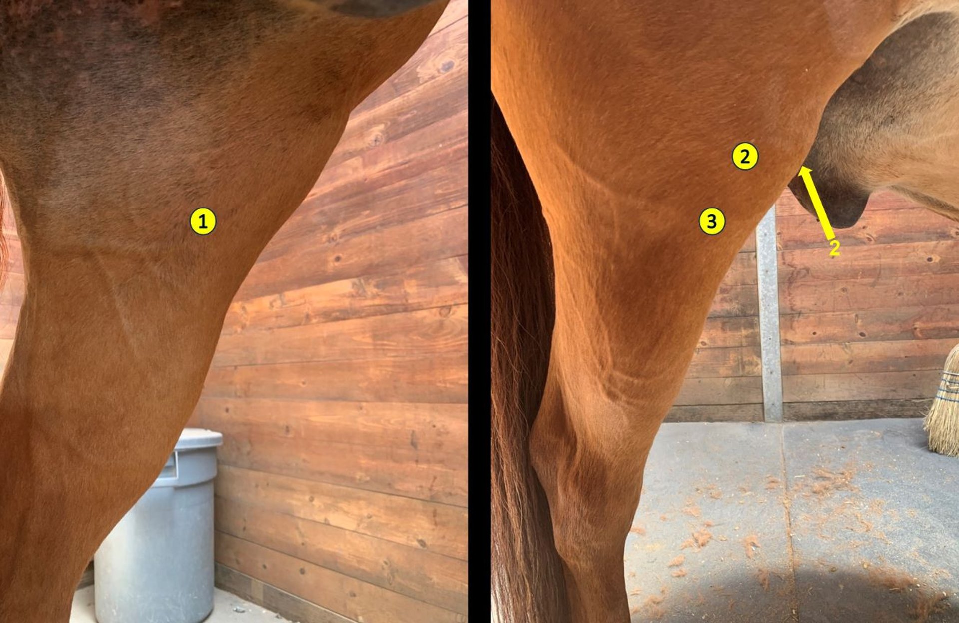 Image:Stifle joint block sites, horse-Merck Veterinary Manual