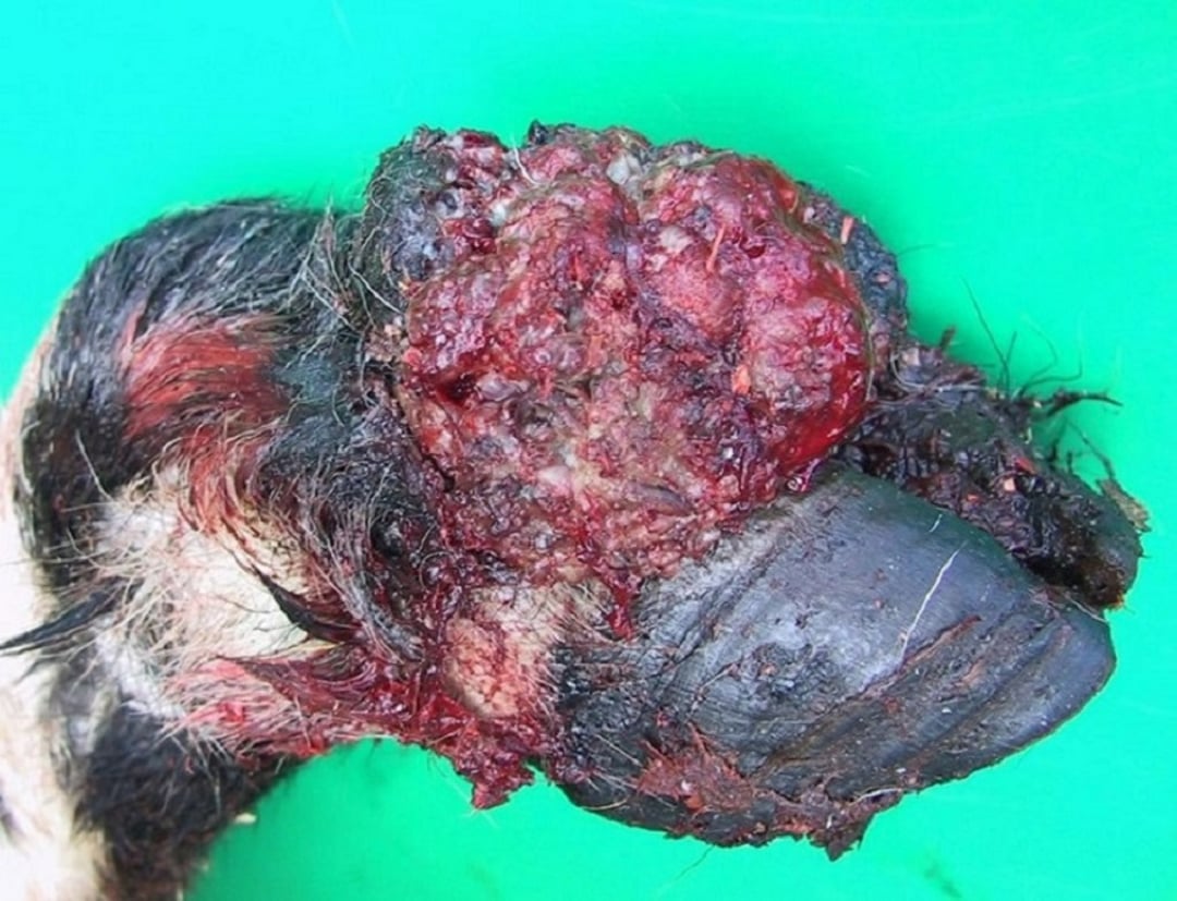 Contagious Ecthyma in Sheep and Goats - Integumentary System - MSD ...