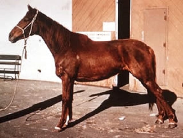 Descripción general del cólico en caballos - Aparato digestivo - Manual ...