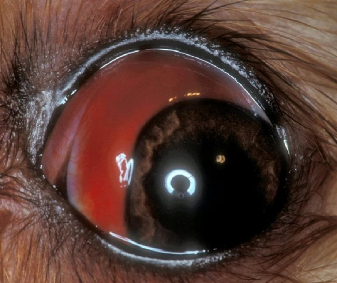 Image:Hemorragia subconjuntival, perro-Manual de veterinaria de MSD