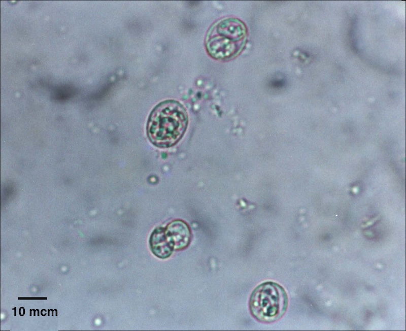 Toxoplasmosis in Animals - Infectious Diseases - Merck Veterinary Manual
