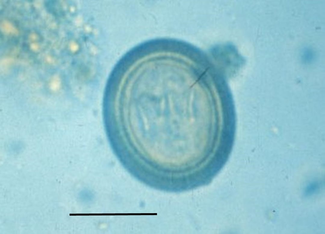 Tapeworms in Dogs and Cats - Digestive System - Merck Veterinary Manual