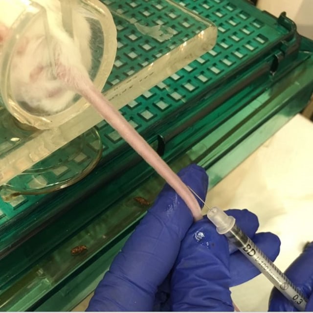 Mice and Rats as Pets - Exotic and Laboratory Animals - MSD Veterinary ...