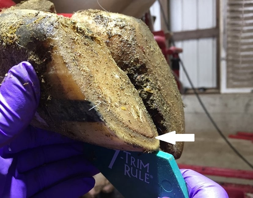 Lameness Originating in the Hoof in Cattle - Lameness Originating in ...