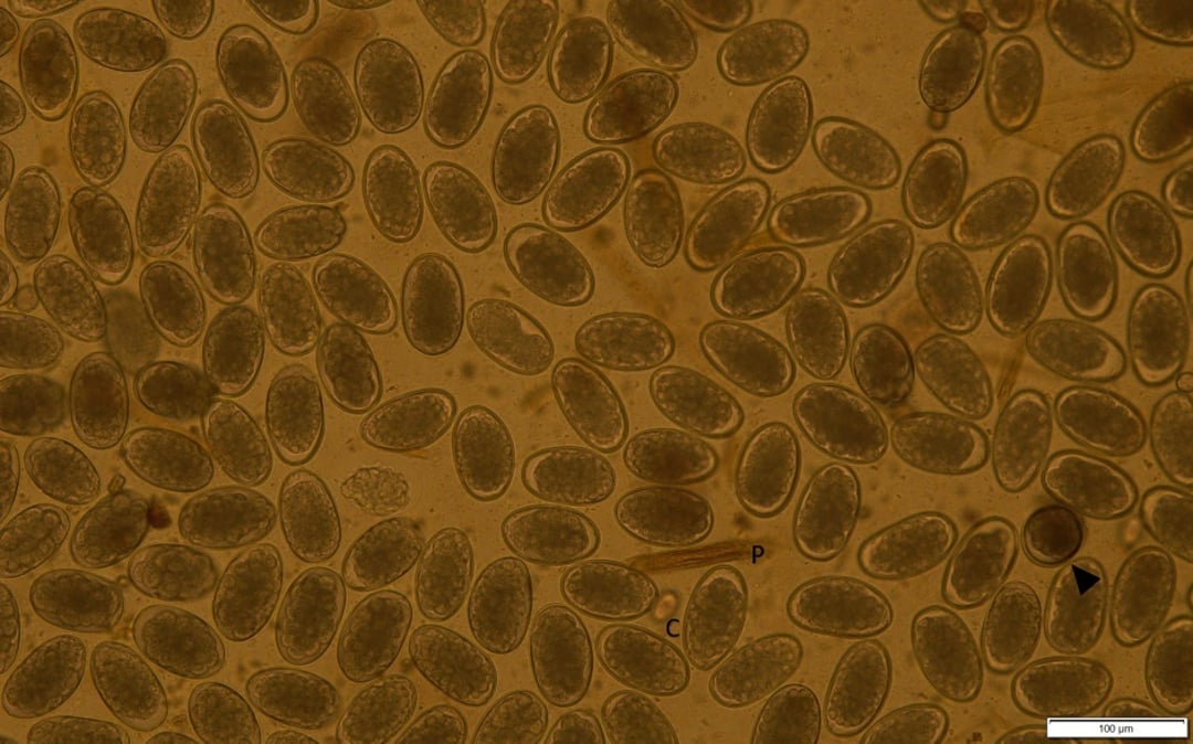 Overview of Gastrointestinal Parasites of Ruminants - Digestive System ...