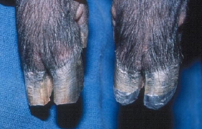 Image:Trimmed nails, miniature pig-Merck Veterinary Manual