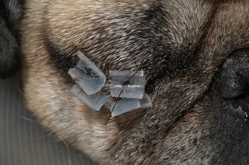 Proptosis in Small Animals - Emergency Medicine and Critical Care - MSD ...