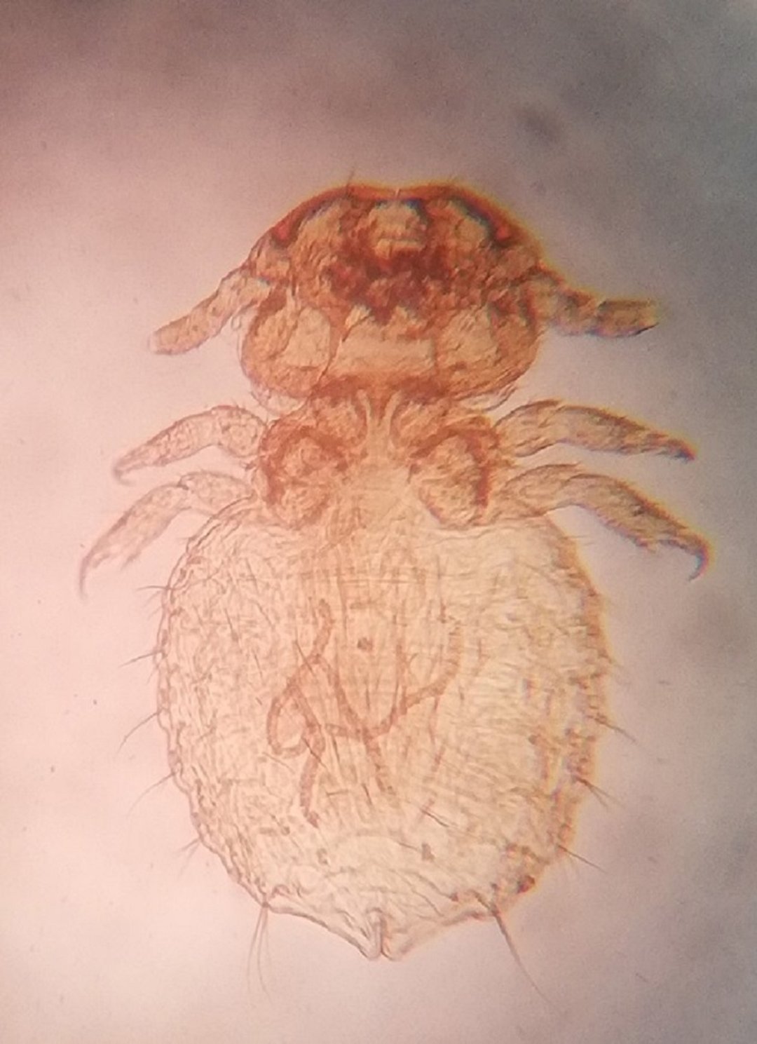 Image:Trichodectes canis-Manual de veterinaria de MSD