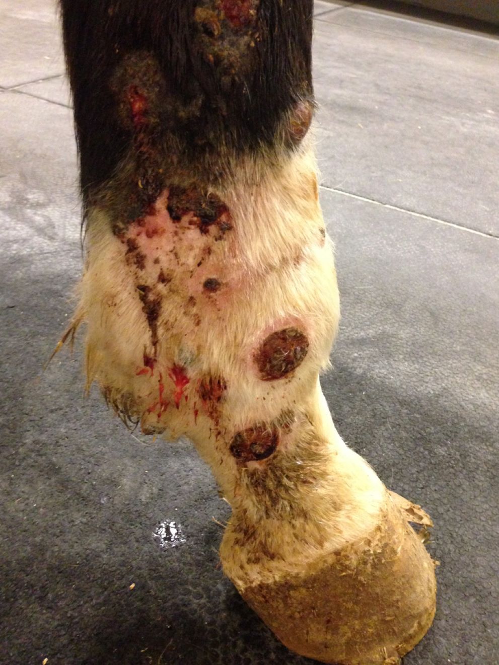 Image:Ulcerative lymphangitis, horse-MSD Veterinary Manual