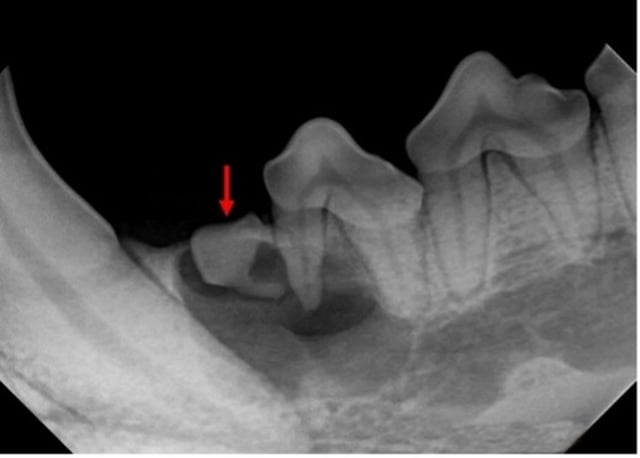 Developmental Abnormalities of the Mouth and Dentition in Small Animals ...