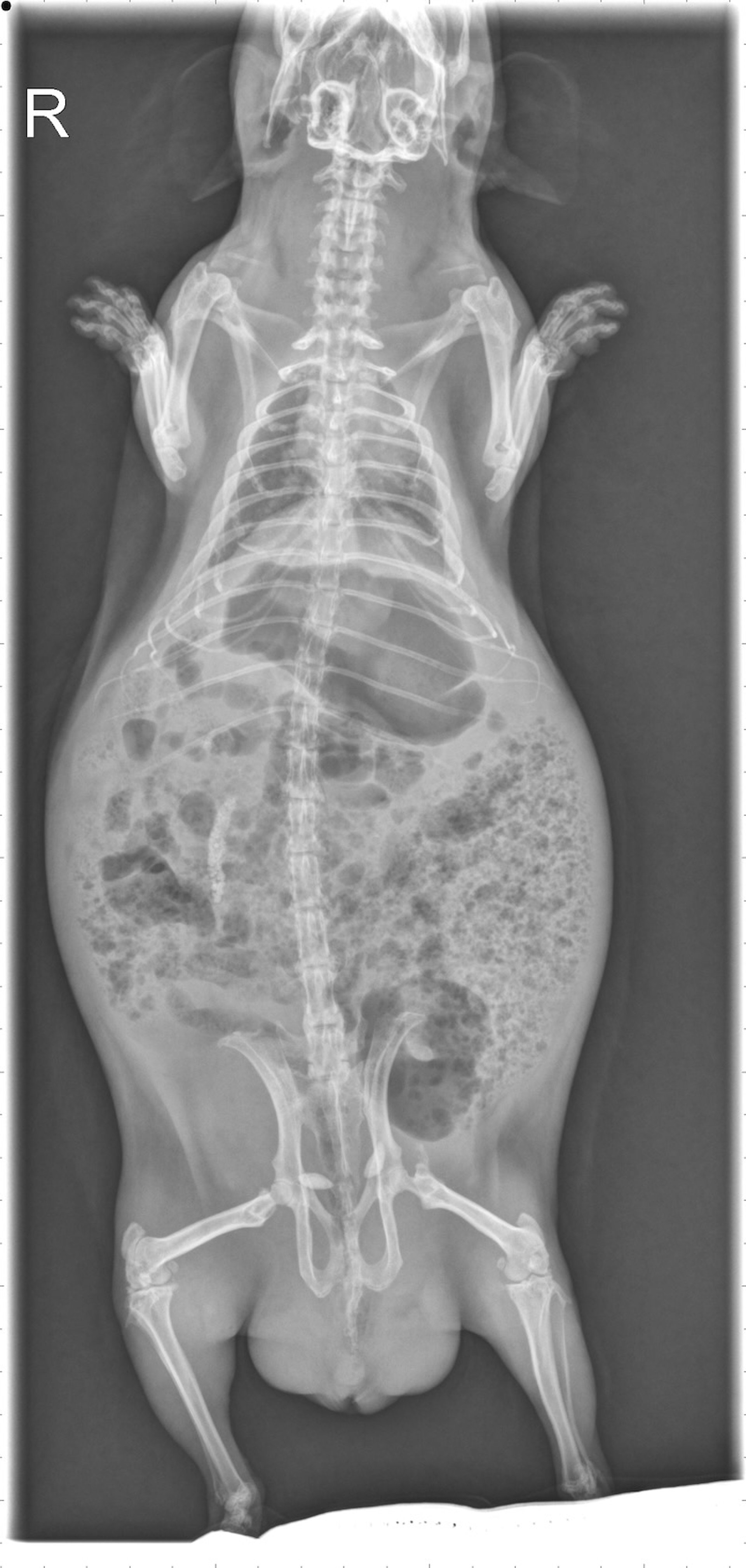 Noninfectious Diseases of Guinea Pigs - Exotic and Laboratory Animals ...