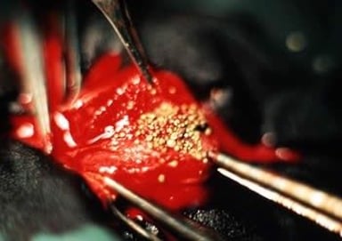 Urolithiasis in Dogs - Urinary System - MSD Veterinary Manual