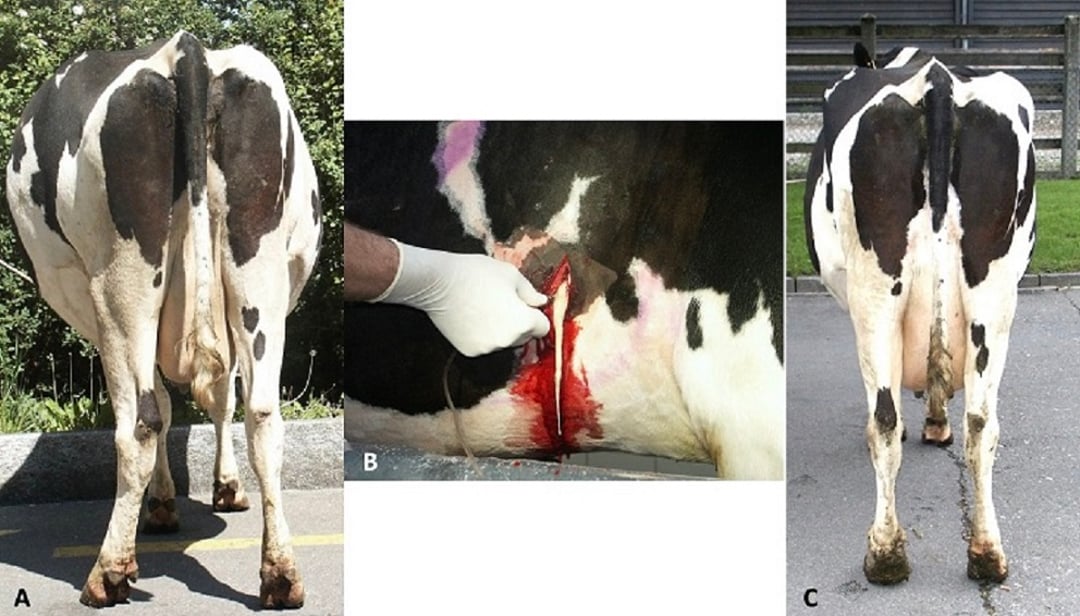 Chronic Indigestion Syndrome in Ruminants - Digestive System - MSD ...