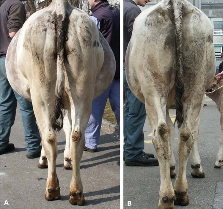 Chronic Indigestion Syndrome in Ruminants - Digestive System - MSD ...