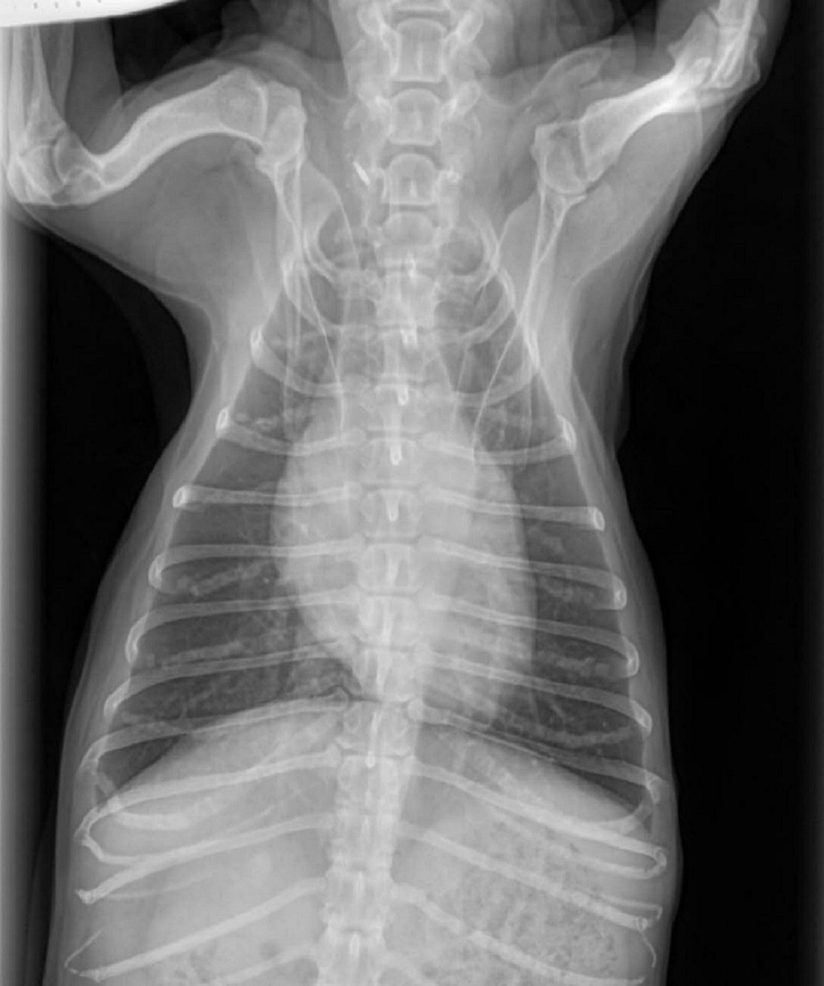 Image:Ventrodorsal radiograph, normal dog with shallow chest-MSD ...