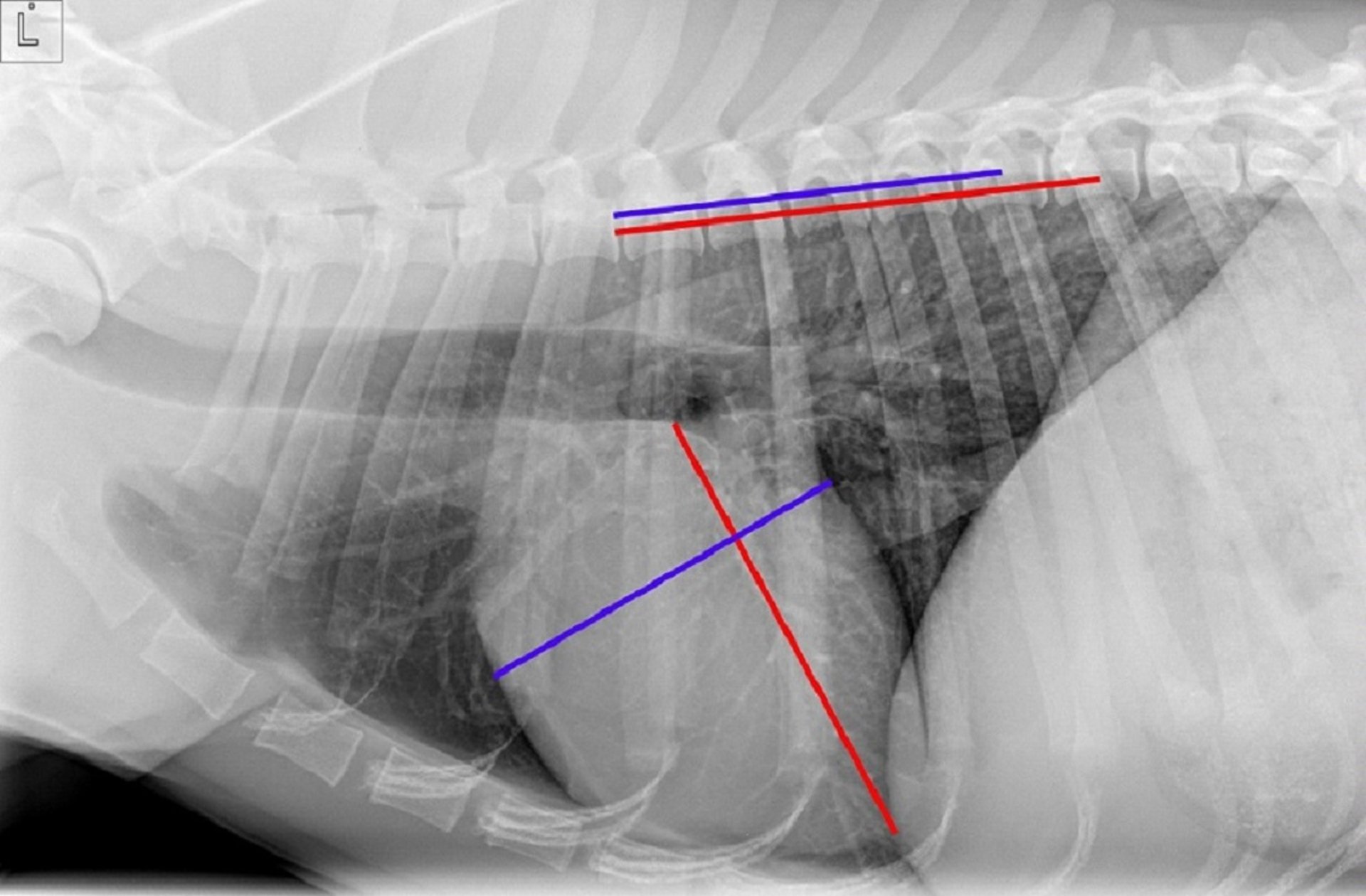Image:Vertebral heart score (VHS), normal dog-Merck Veterinary Manual