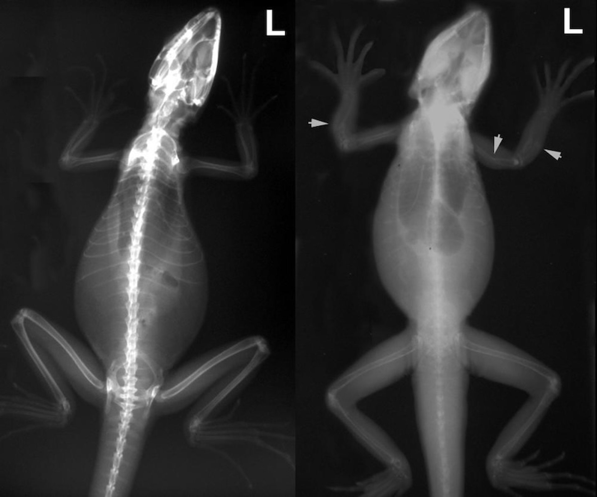 Image:Water dragons, radiographs, dorsoventral view-MSD Veterinary Manual