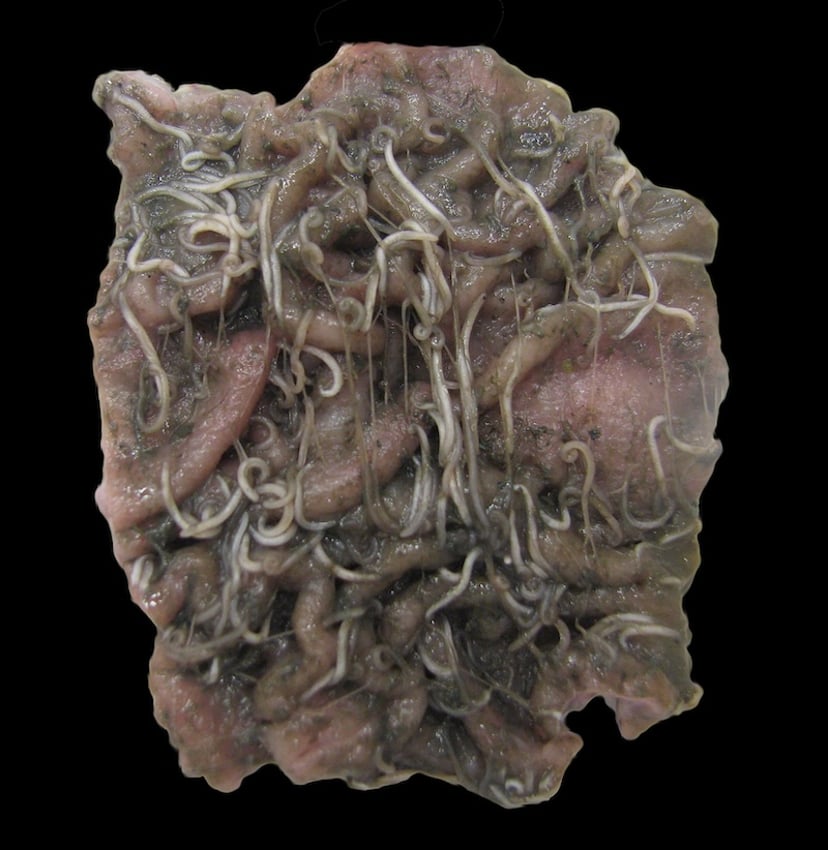 Intestinal Parasitism in Pigs - Digestive System - MSD Veterinary Manual