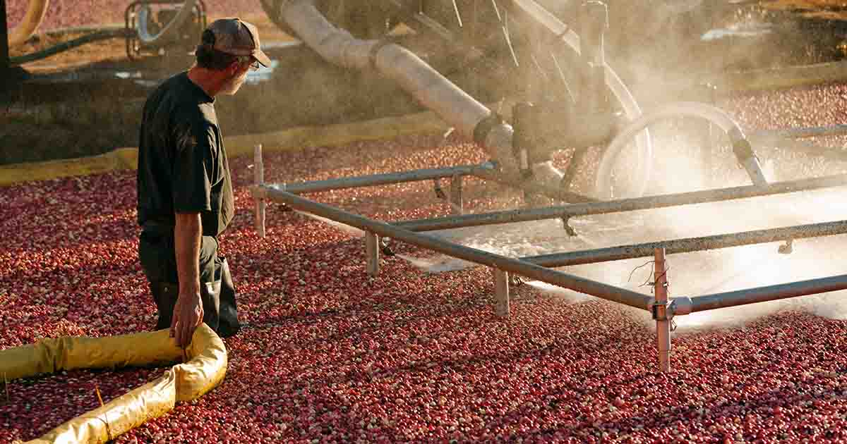 How Do Cranberries Grow? Discover the Process – Westfield