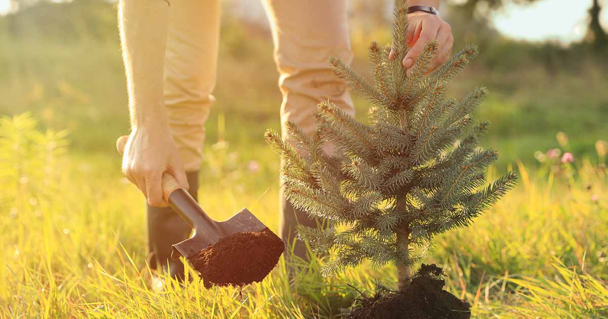8 Community Actions to Combat Climate Change Now – Westfield