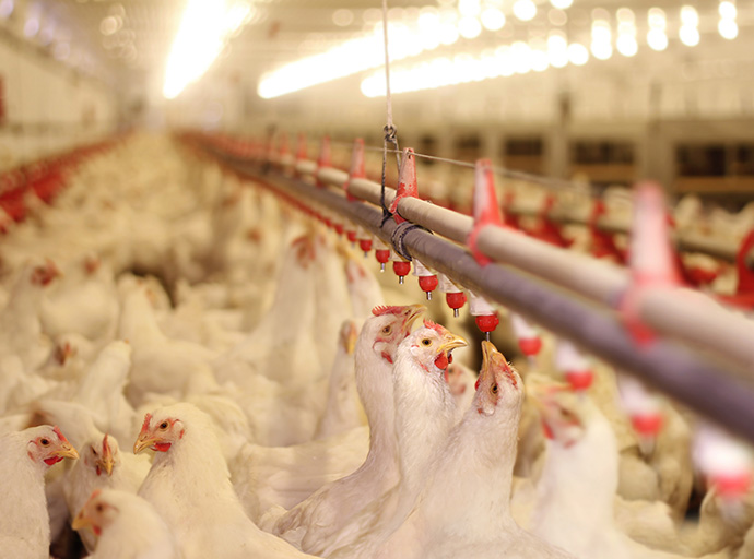 Farm Animal and Livestock Insurance – Westfield