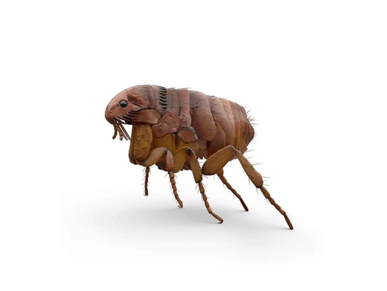 Insectos – Pulgas | Baygon – Su marca especializada contra insectos