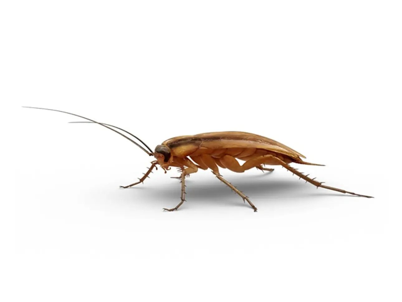 Insectos – Cucarachas grandes | Baygon® – Su marca especializada contra ...